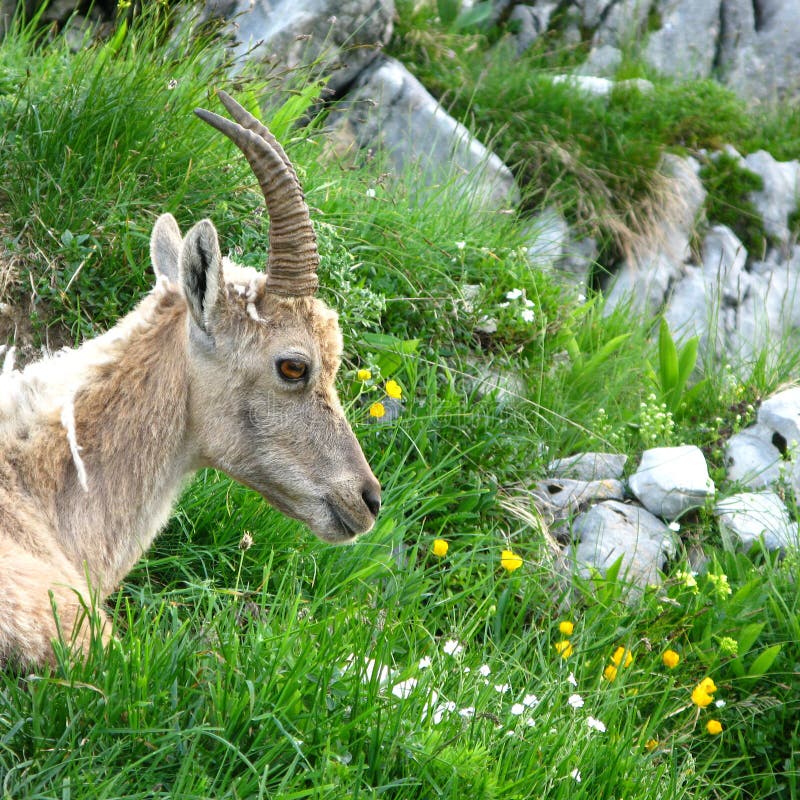 Young Alpine Ibex stock image. Image of alps, haute, fauna - 5653617