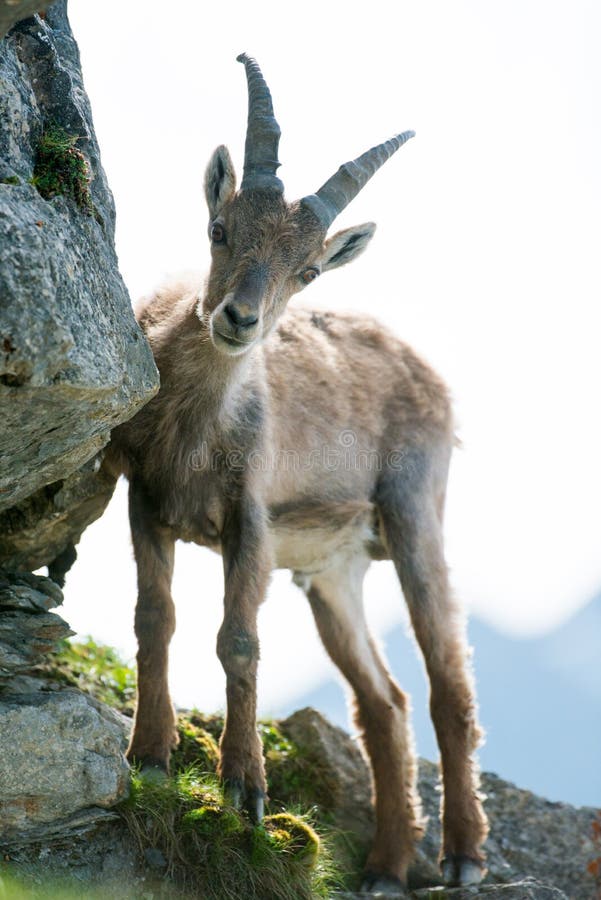 Ibex stock photo. Image of alpine, eyes, national, animal - 2731720