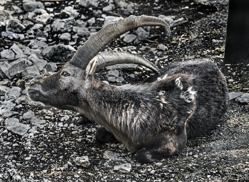 Young alpine ibex male 1 stock photo. Image of hoof - 251112946