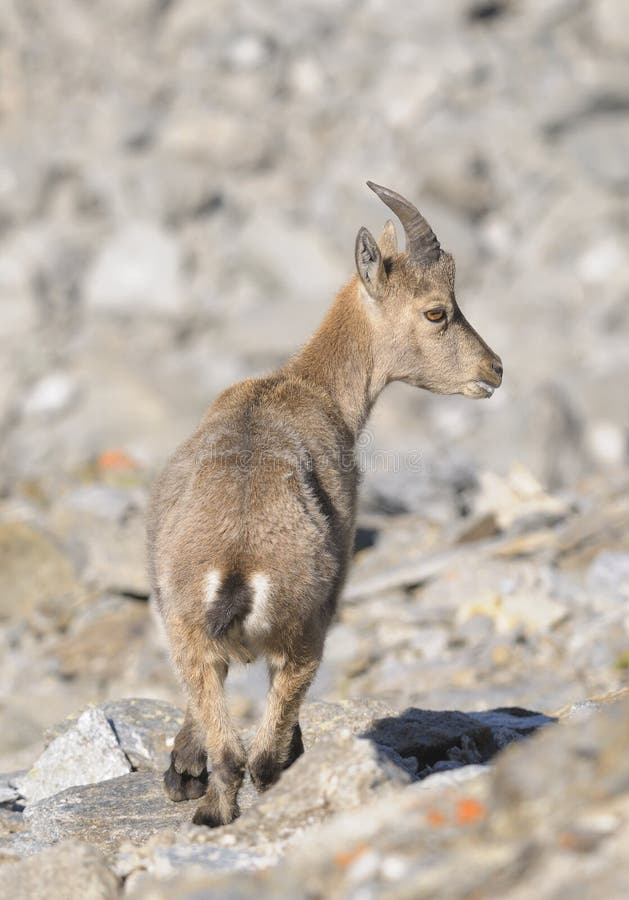 Young alpine ibex male 1 stock photo. Image of hoof - 251112946