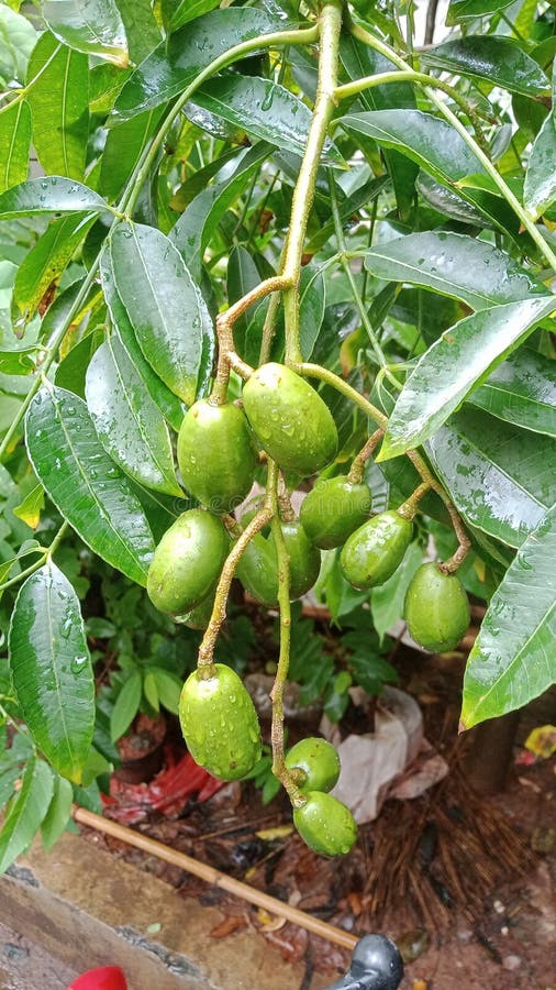 Young Ambarella Fruit is Green Stock Image - Image of seeds, nature ...