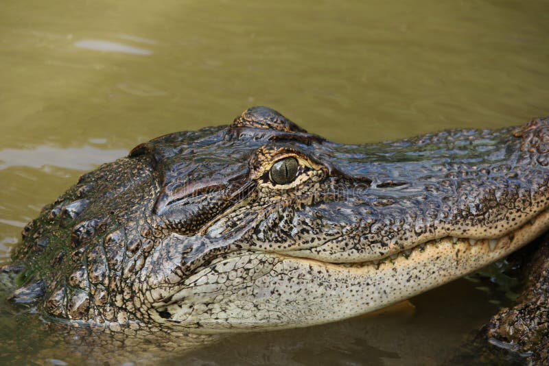 Young gator stock image. Image of southern, lizard, reptile - 858715