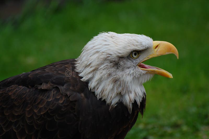 A crying young bald eagle stock photo. Image of furtively - 3307524