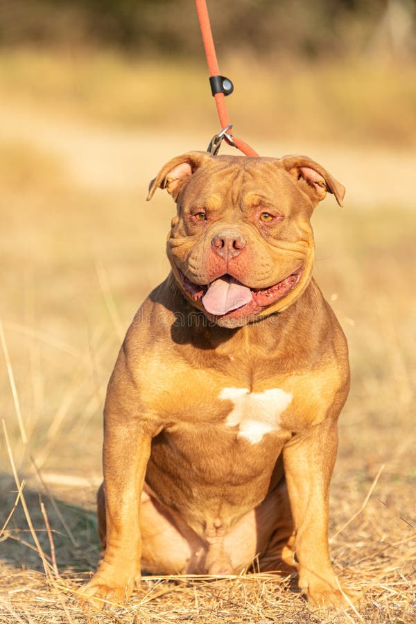 Young american bully stock image. Image of muscle, canine - 196047029