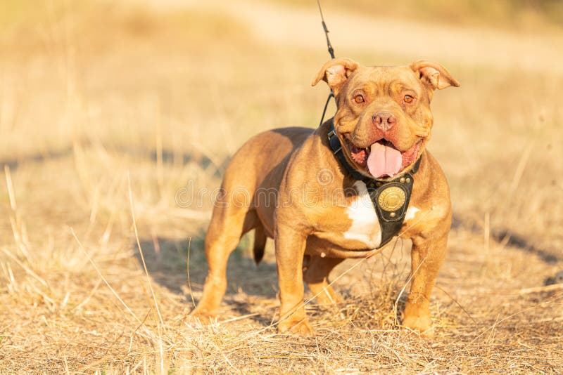 Young american bully stock photo. Image of bully, portrait - 196642430