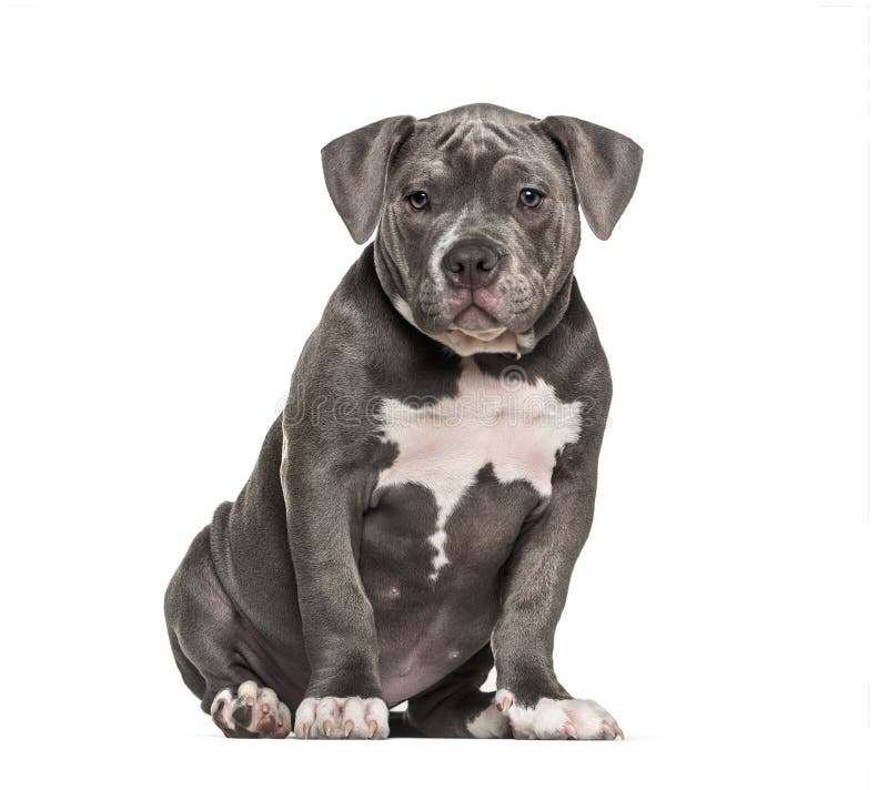 2,450 American Bully White Background Stock Photos - Free & Royalty ...
