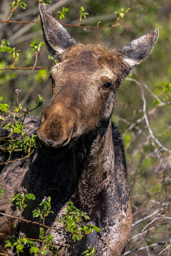 Young American Moose stock image. Image of couple, adult - 248729543