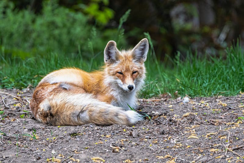 Young American Red Fox stock photo. Image of vegetation - 220564356