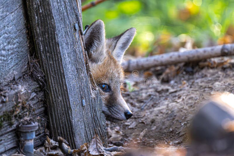 Young American Red Fox stock photo. Image of wildlife - 278130330