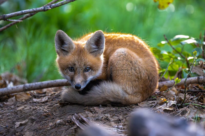 Young American Red Fox stock image. Image of full, environment - 277759119