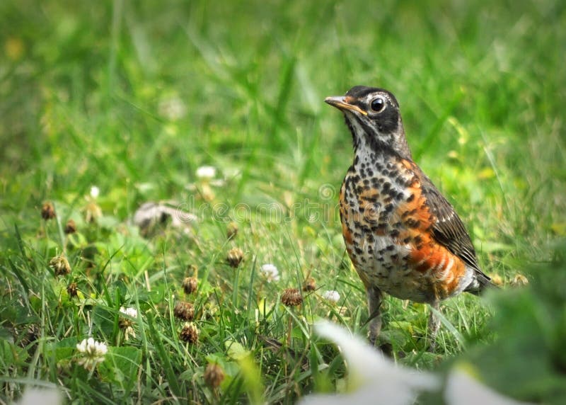 Young American Robin stock photo. Image of nature, baby - 28738138