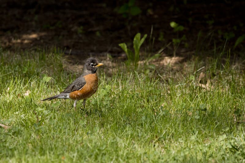 Red Robin Standing on an Old Stump Stock Photo - Image of frost ...