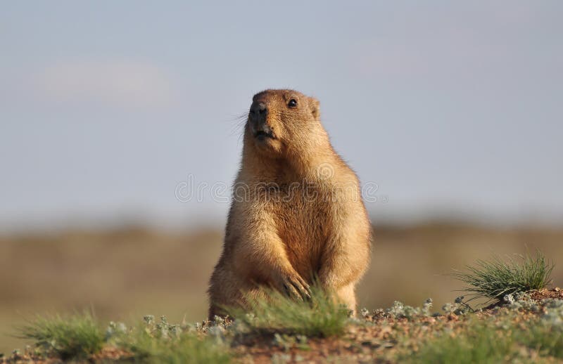 Small funny groundhog. stock photo. Image of singing - 108304534