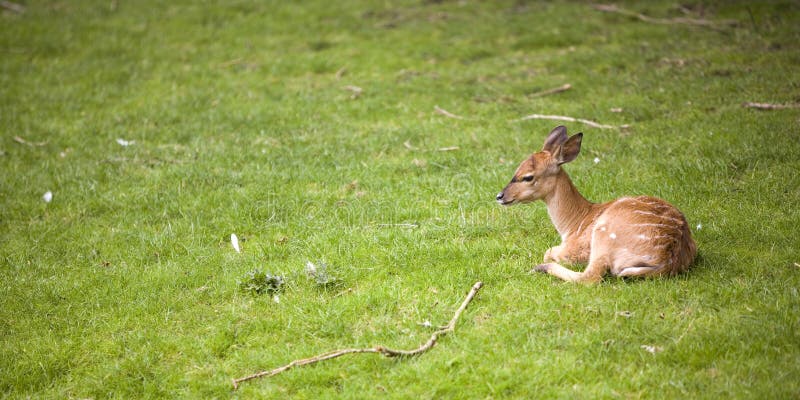 Young Animal stock photo. Image of animal, mammal, animals - 18750640