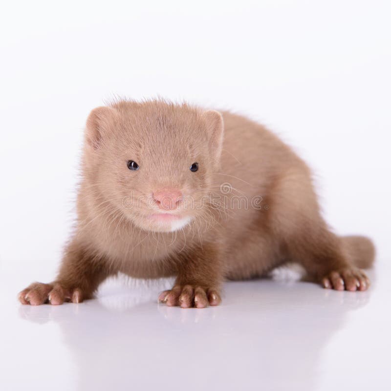 Ferret stock image. Image of animal, mink, smelly, ferrets - 14609963