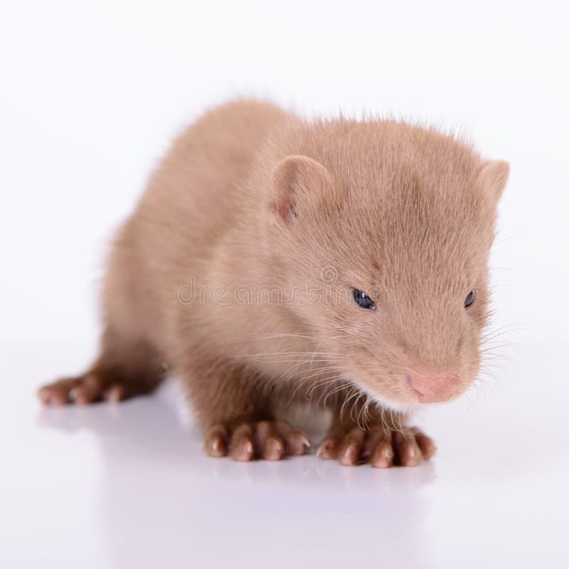 Newborn Mink Stock Photos - Free & Royalty-Free Stock Photos from ...