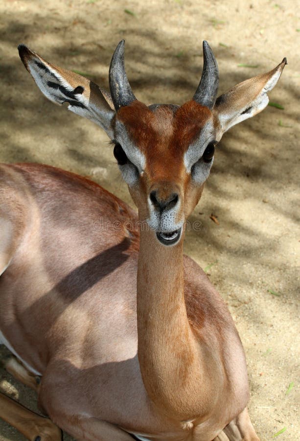 Young Antelope stock image. Image of ruminate, relaxed - 27281613