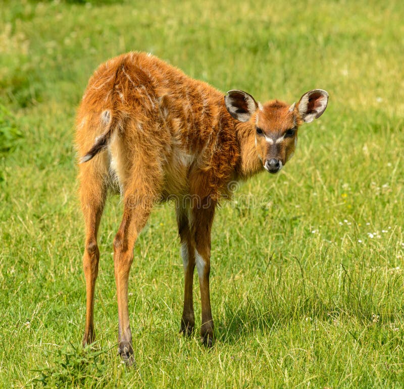 Young Antelope Calf Looking Back 库存照片 - 图片 包括有 纵向, 生态: 165649396