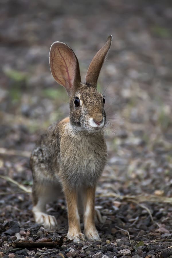 Antelope Jackrabbit Stock Photos - Free & Royalty-Free Stock Photos ...