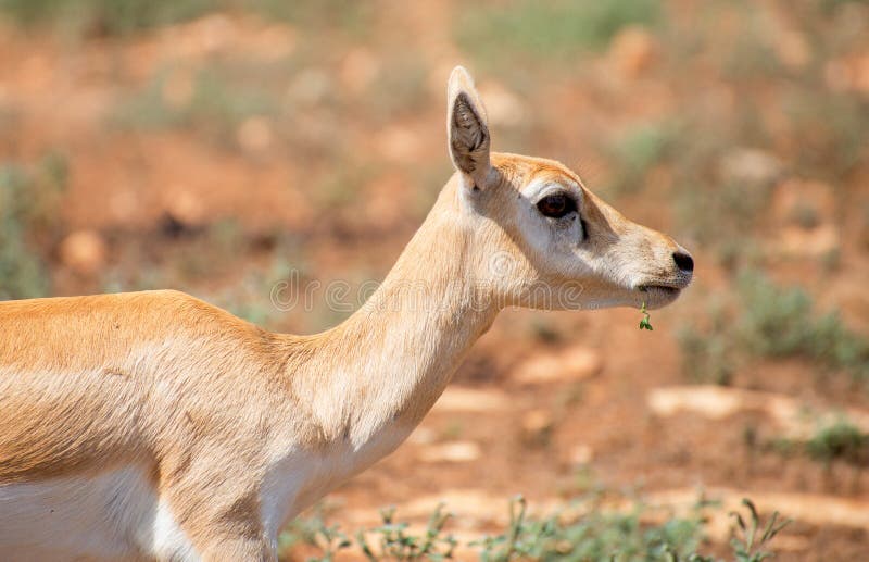 Antilope. stock image. Image of antilope, mammal, biology - 45778949