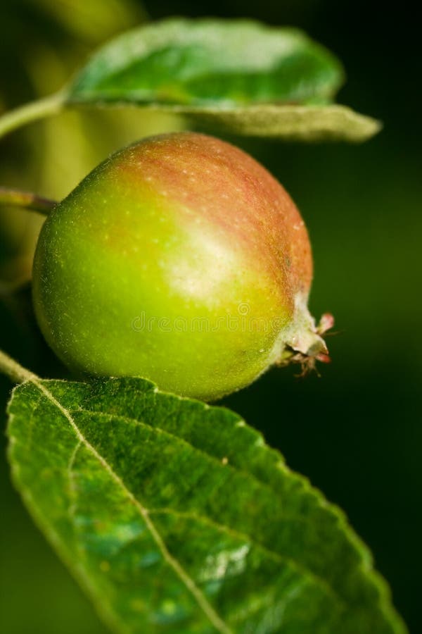 Young apple on branch stock photo. Image of diet, isolated - 5412776