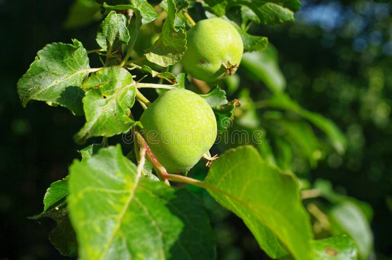 101 Apple Growth Stages Tree Stock Photos - Free & Royalty-Free Stock ...