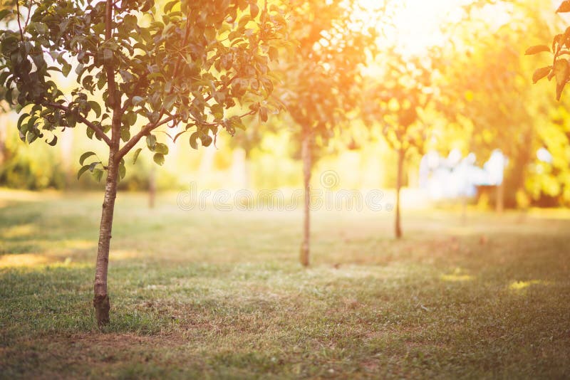 Young Apple Fruit Trees Row in Backyard Stock Photo - Image of fresh ...