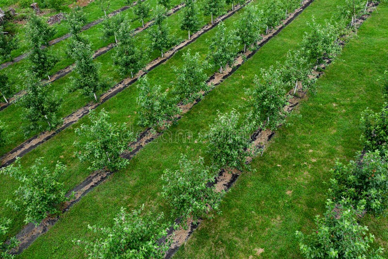11,756 Apple Tree Top View Stock Photos - Free & Royalty-Free Stock ...