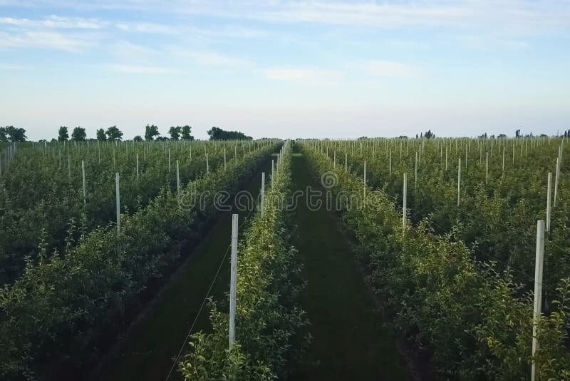 Young Apple Orchard. Apple Trees on Trellis Stock Image - Image of ...
