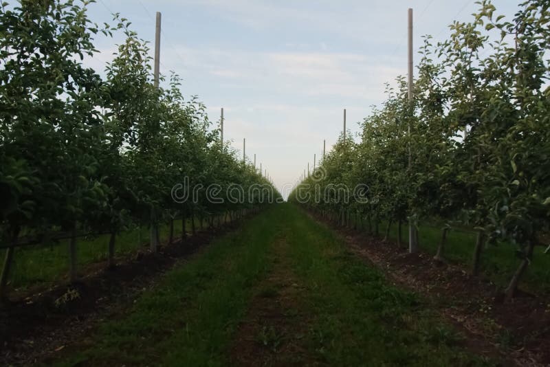 Young Apple Orchard. Apple Trees on Trellis Stock Photo - Image of ...
