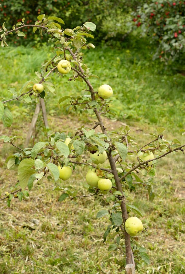 Young apple tree. stock image. Image of sweet, health - 84052445