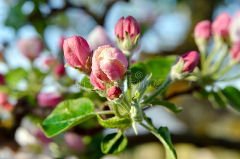 Buds on a Young Spring Apple Tree Stock Photo - Image of sprout, season ...