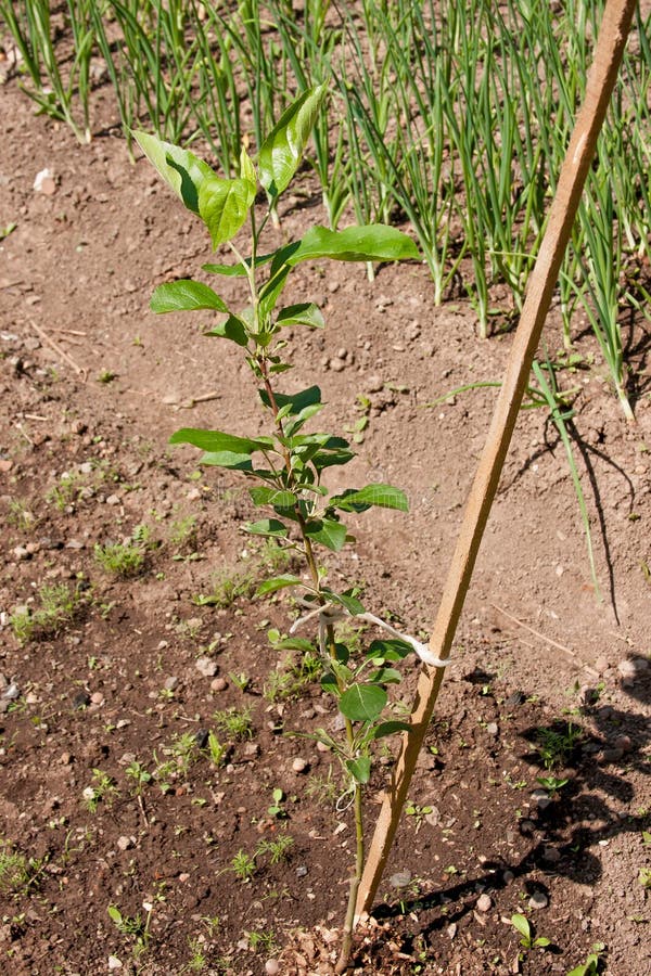 A Young Apple-tree Grows on a Bed Stock Image - Image of plant, garden ...