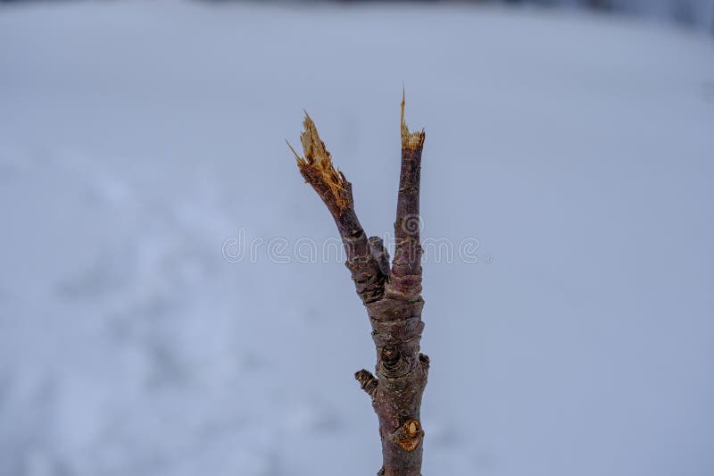 A Young Apple Tree Has Been Gnawed by Forest Animals Stock Photo ...