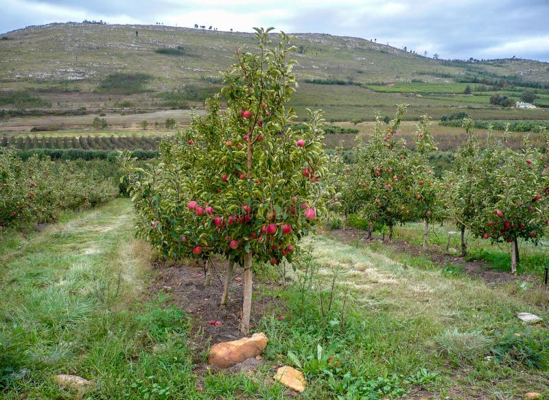 Young Apple Tree in Orchard with Red Apples in South Africa Stock Image ...