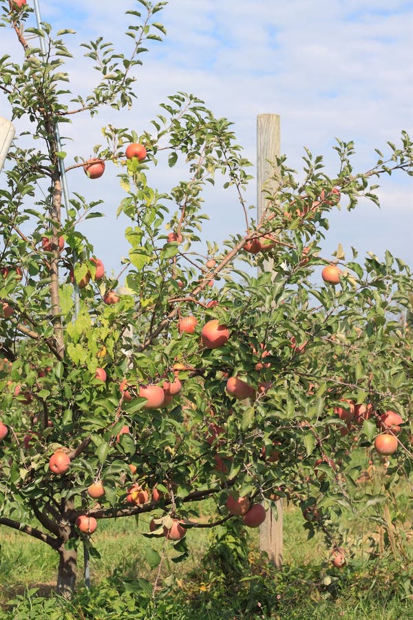Apple Tree with Stakes stock image. Image of staking - 34262193