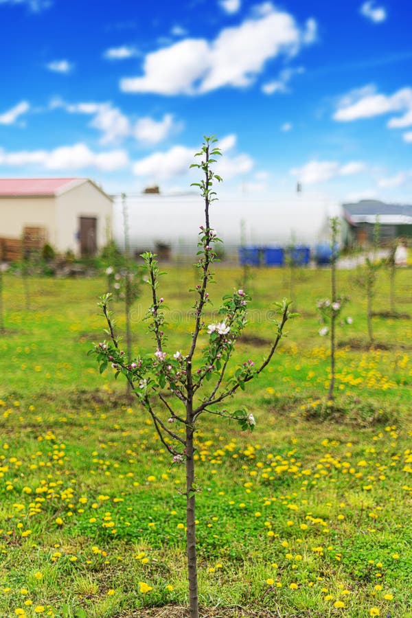 Young Apple Tree Sapling on a Farm Plot. Stock Image - Image of plant ...