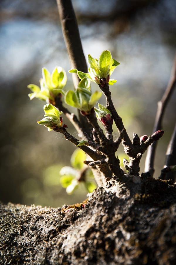 Tree Shoots that Grow in the Morning Sun Stock Photo - Image of grow ...