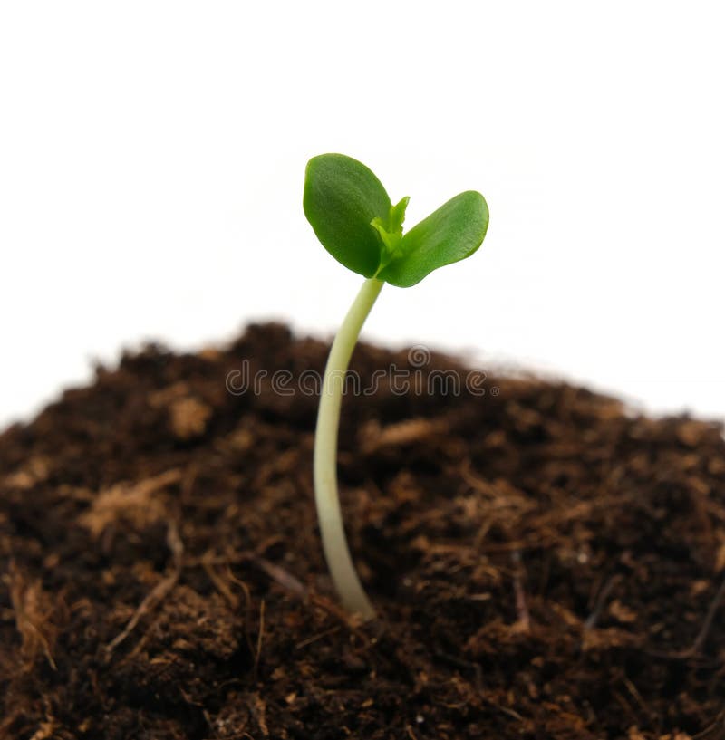 Young apple tree sprout stock image. Image of ecology - 215680061