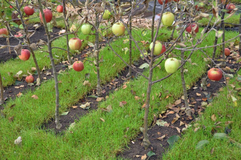 Young apple trees stock image. Image of ripe, agricultural - 46283387