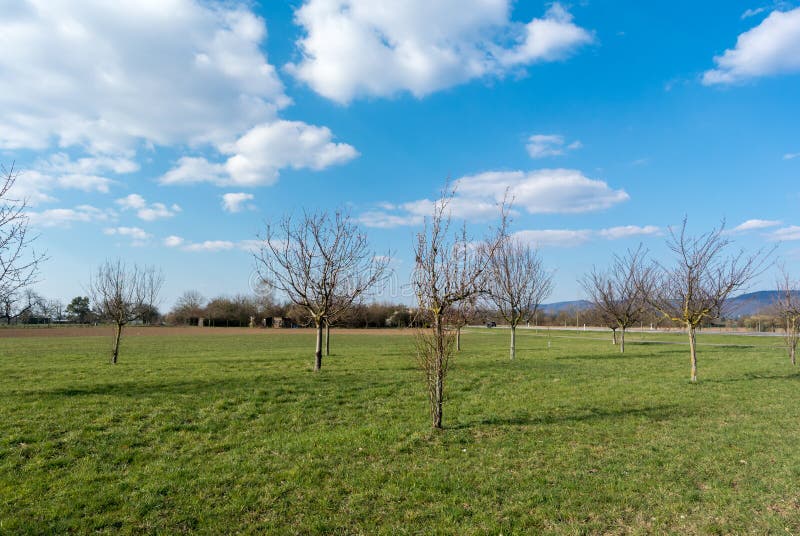 Young Apple Trees stock image. Image of spring, apple - 91547497
