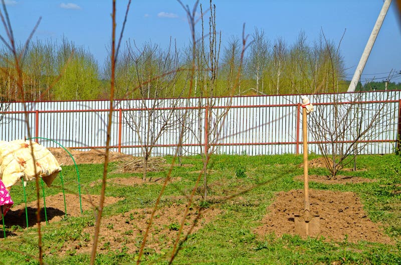 Young Apple Trees in the Spring without Leaves Stock Image - Image of ...