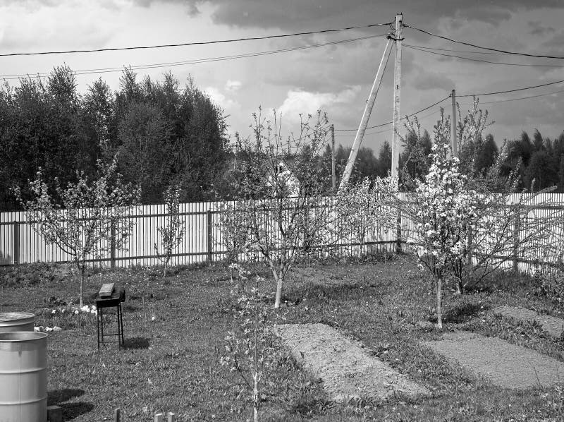 Young Apple Trees on a Summer Plot in the Spring Stock Photo - Image of ...