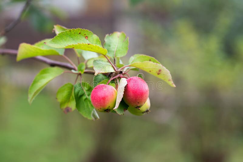 Young apples on a branch stock photo. Image of leaf - 145507146