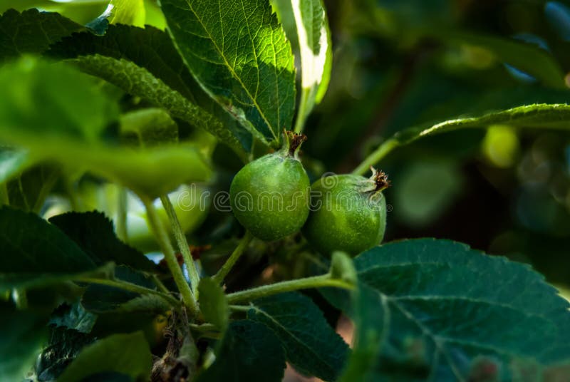 Young apples stock photo. Image of spring, apples, appletree - 41008422