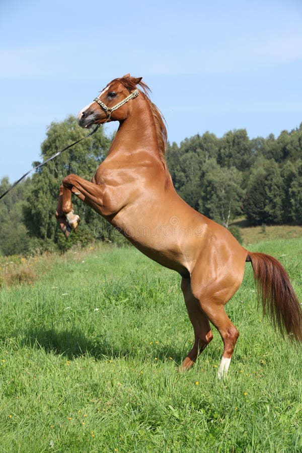 Young Arabian Horse Prancing Stock Image - Image of equestrian, move ...