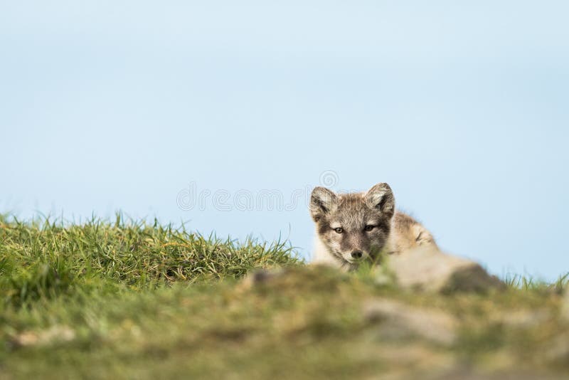 Young Arctic Fox Looking Over a Hill into Camera Svalbard Stock Image ...