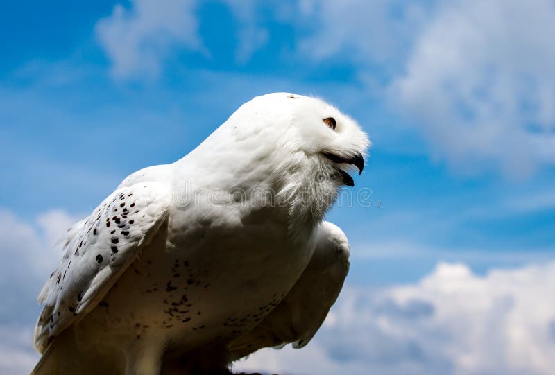 Young Arctic Snow Owl Marking Its Territory High Up in the Sky Stock ...