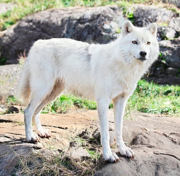 Young Arctic Wolf Standing on Rocks Stock Image - Image of untamed ...