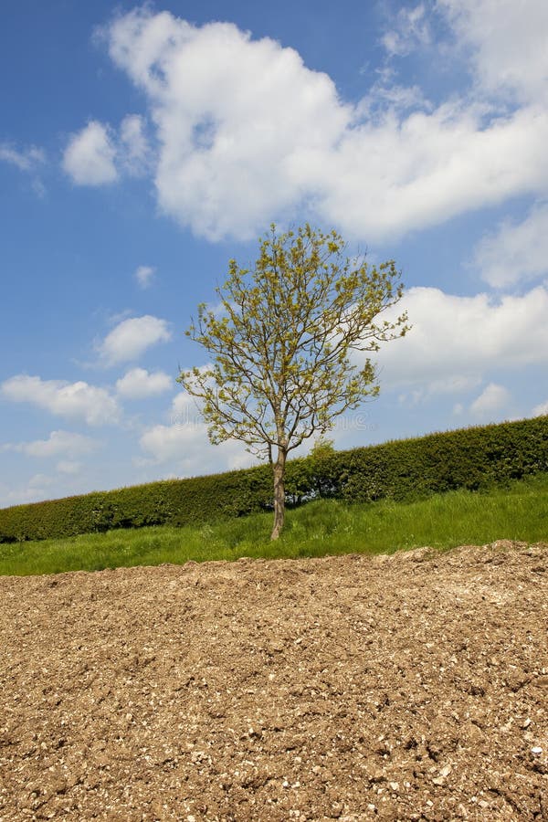 Young Ash Tree and Hedgerow in Springtime Stock Photo - Image of ...